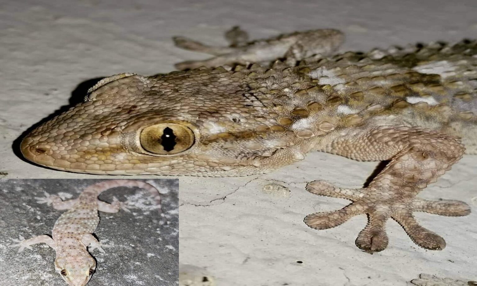 Gechi, cosa sono? Di cosa si nutrono? Tutte le peculiarità di questa ...